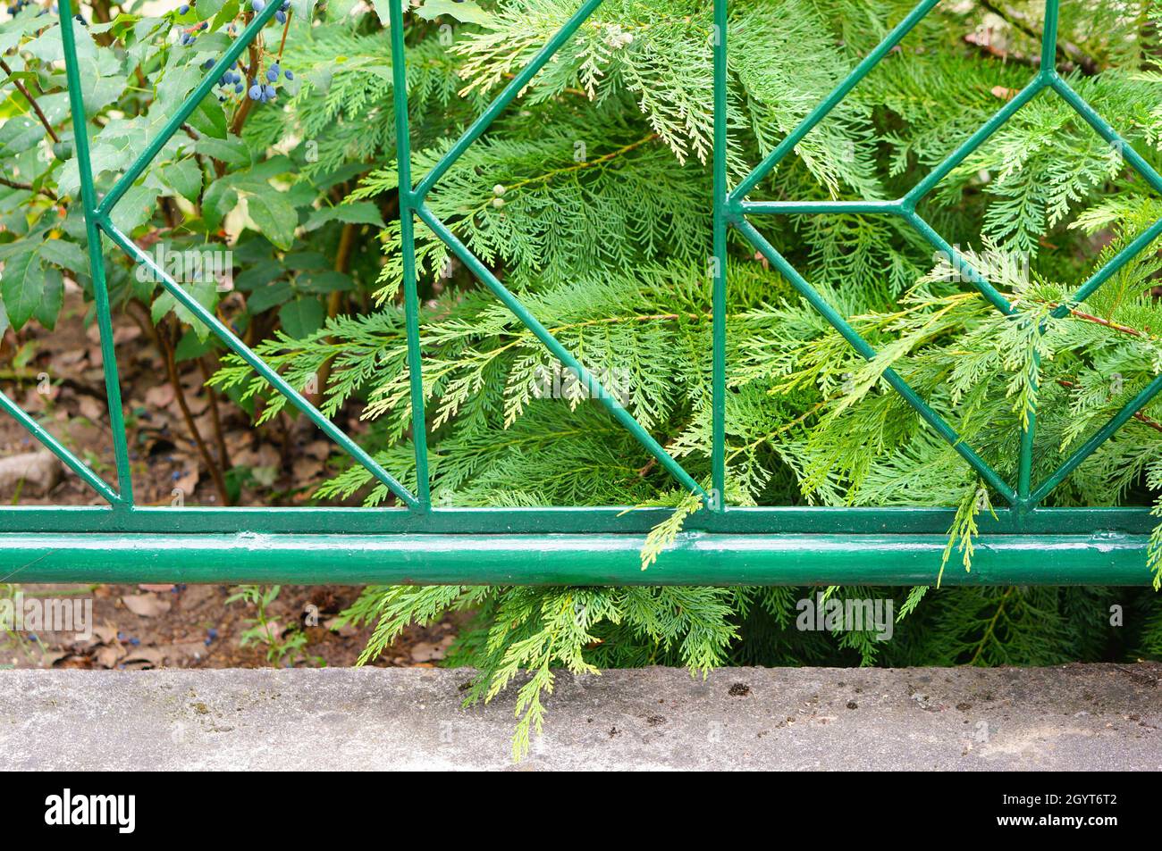 Green tree behind a metal fence Stock Photo - Alamy