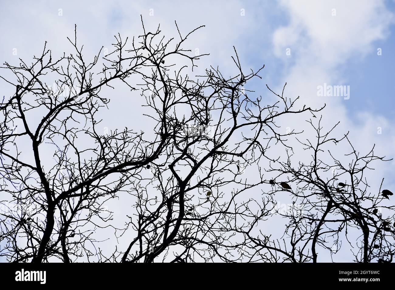 Dead plant hi-res stock photography and images - Alamy