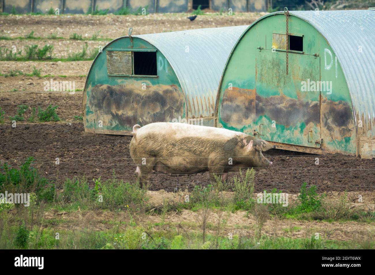 anonymous Large Pig Farm Stock Photo - Alamy