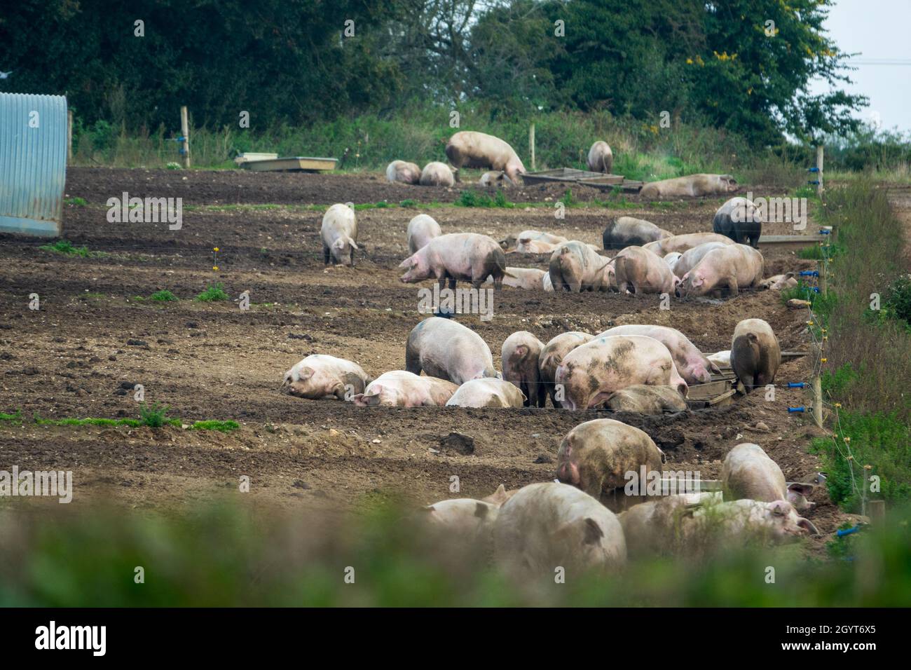 Pig farm hi-res stock photography and images - Alamy