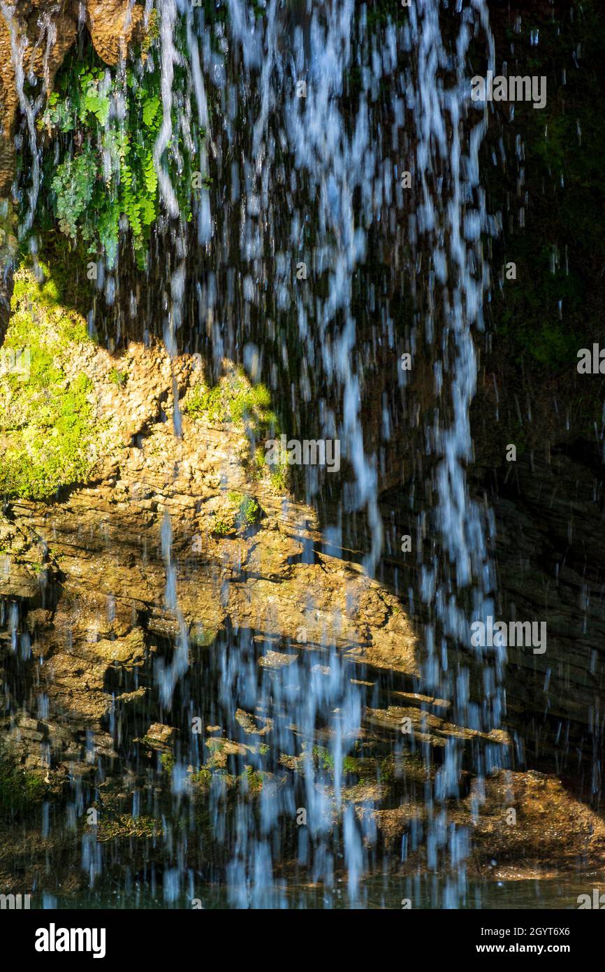 Stenosia hi-res stock photography and images - Alamy