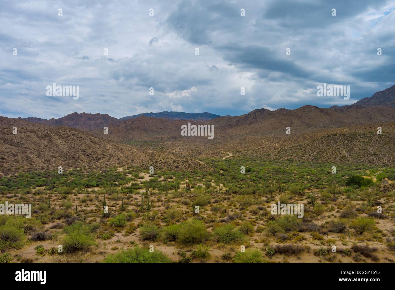 Saguaro cactus near phoenix hi-res stock photography and images - Alamy