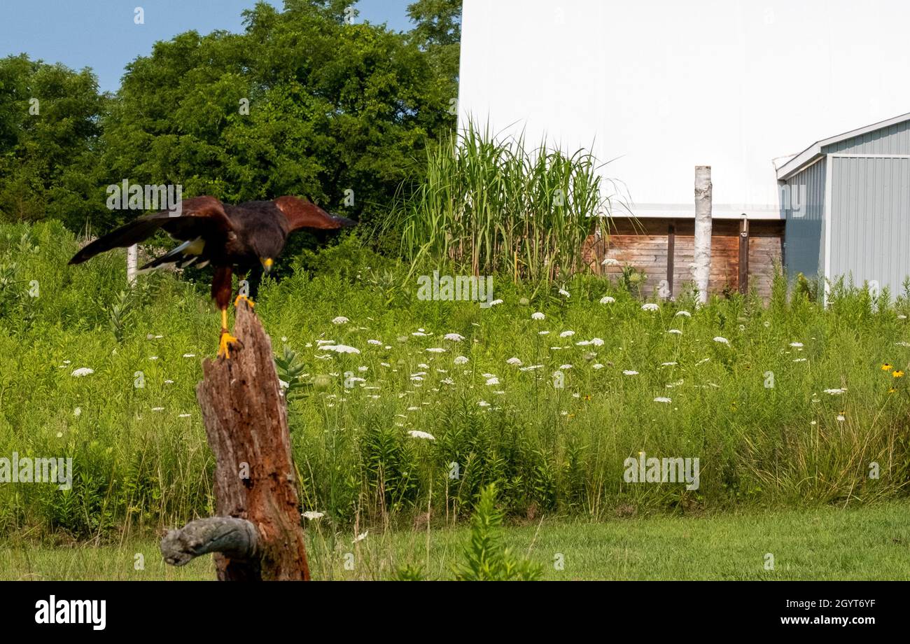 Big bird of prey on a tree in a park Stock Photo - Alamy