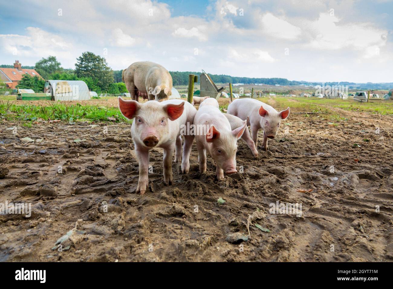 Piglets anonymous Large Pig Farm Stock Photo - Alamy