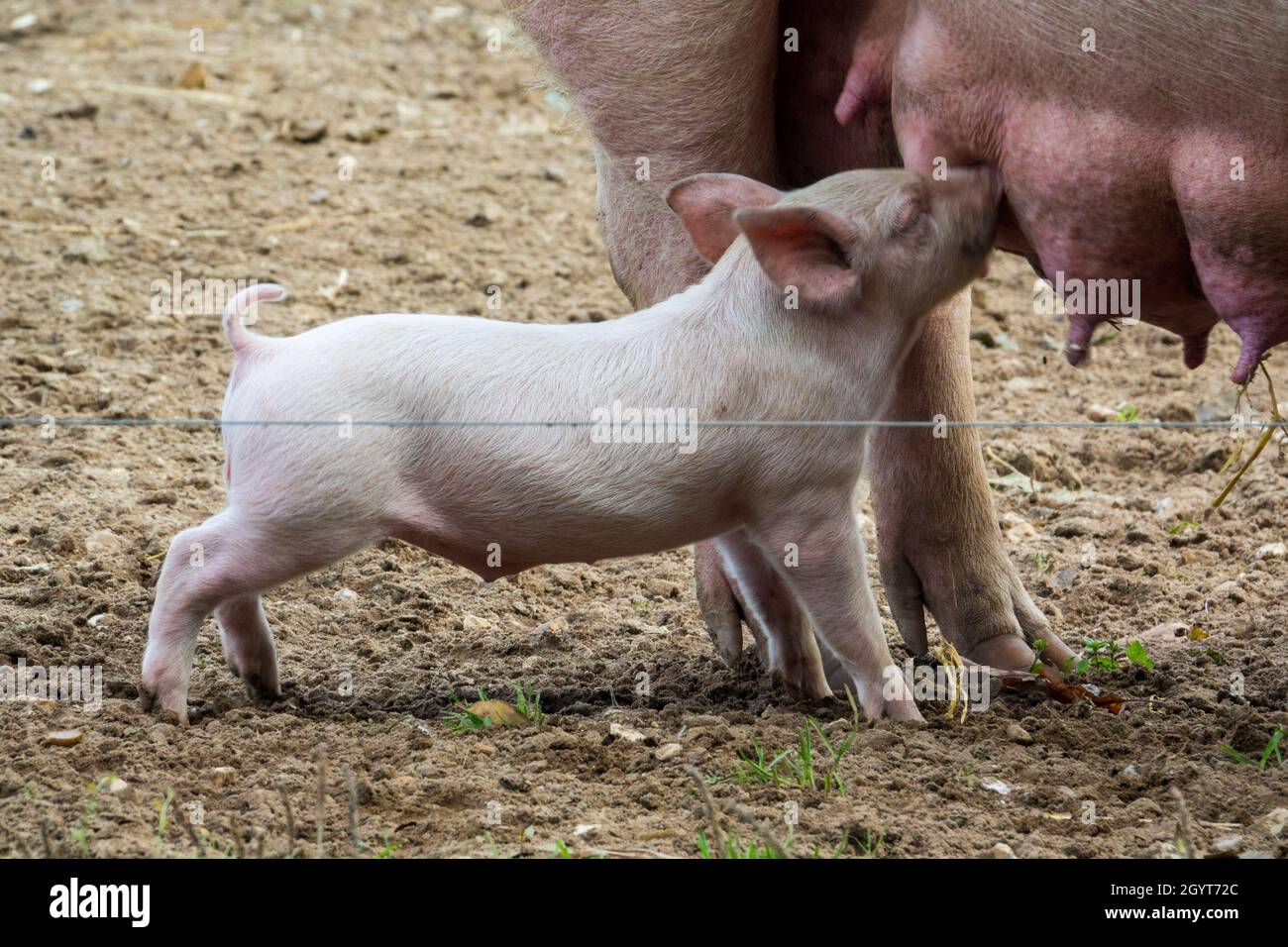 anonymous Large Pig Farm Stock Photo - Alamy