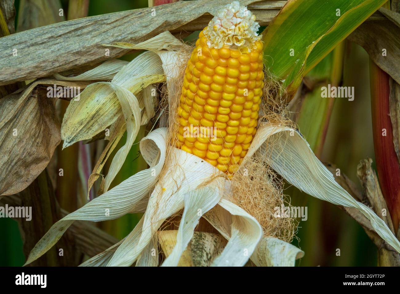 Corn maize game crop Stock Photo - Alamy