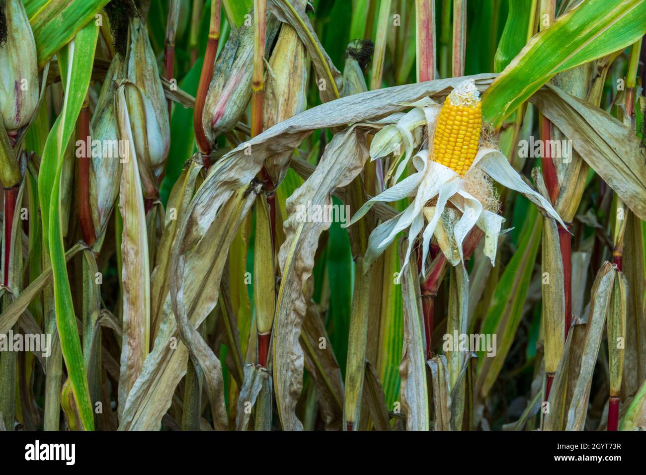 Corn maize game crop Stock Photo - Alamy