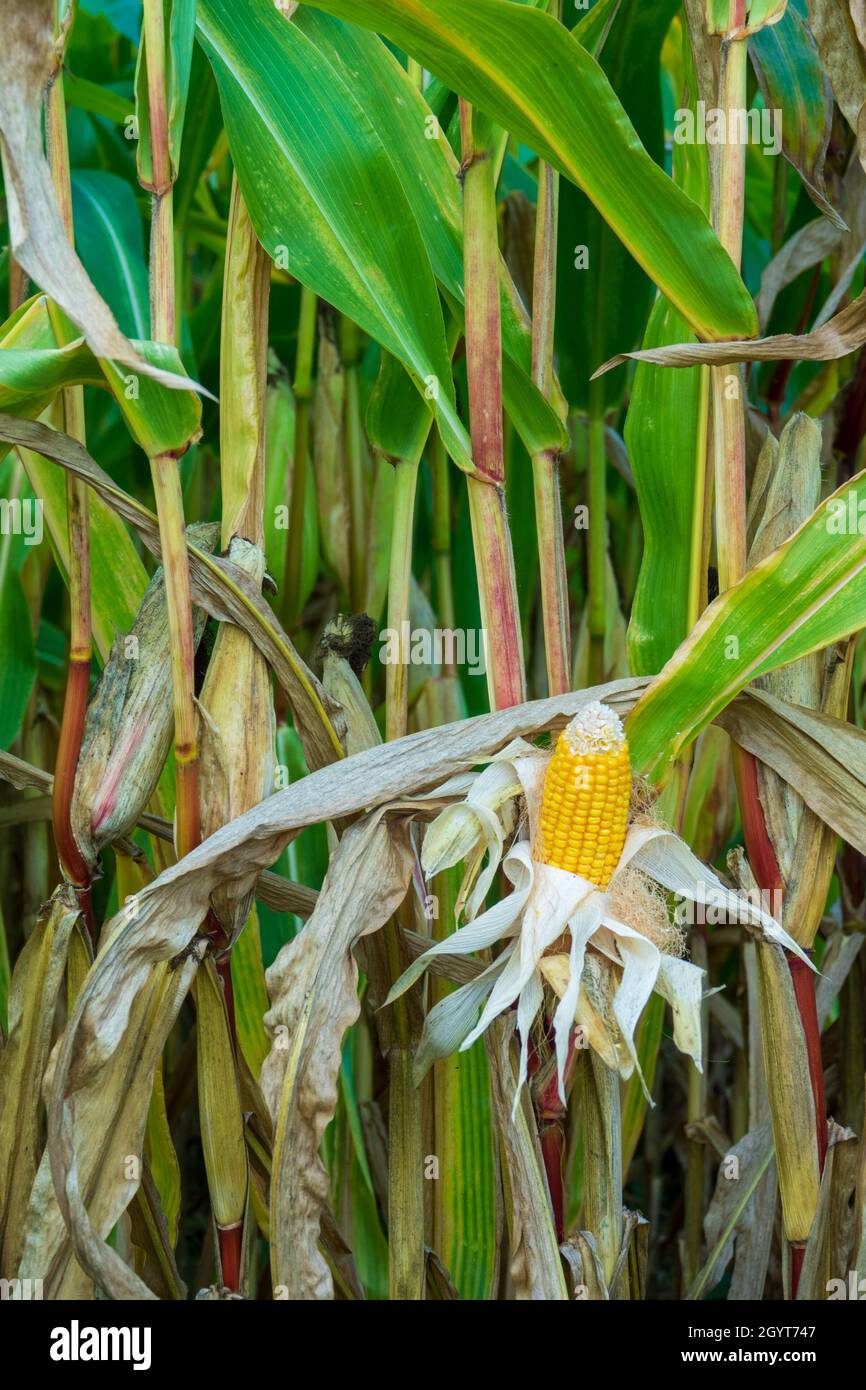 Corn maize game crop Stock Photo - Alamy