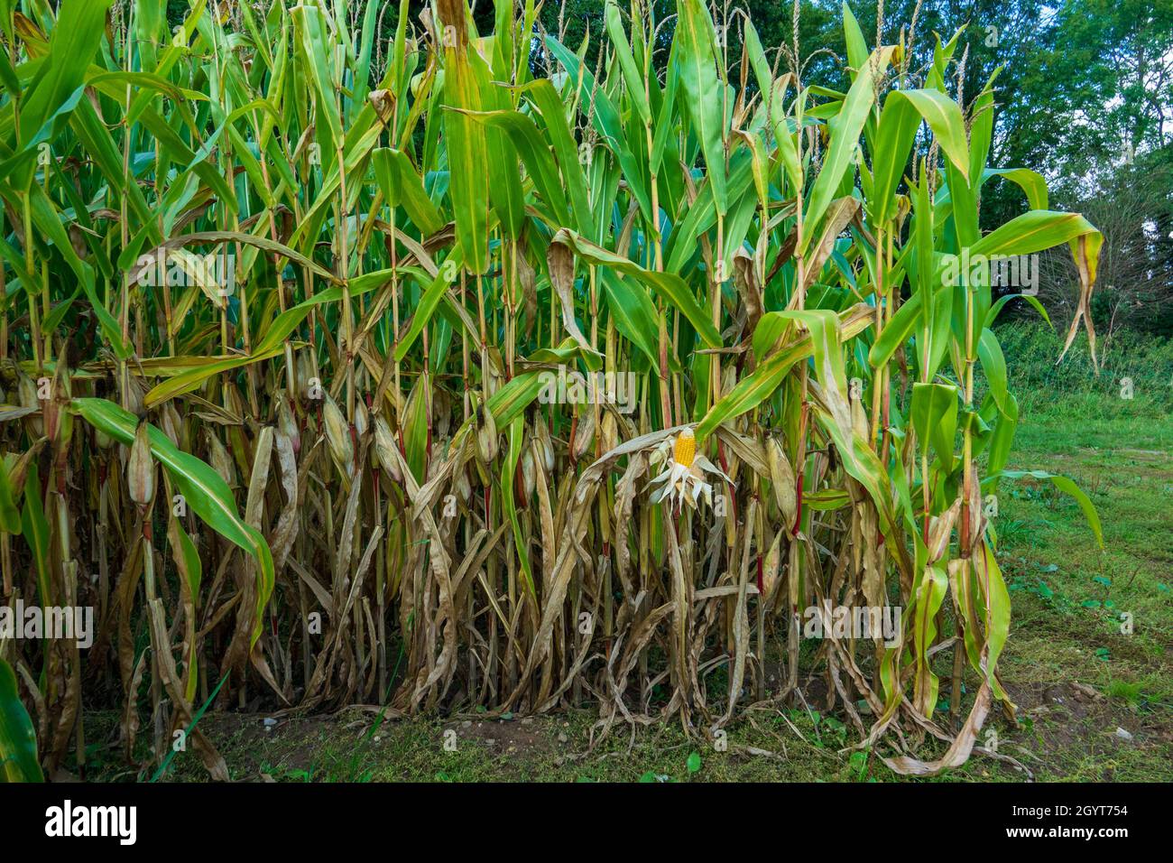 Corn maize game crop Stock Photo - Alamy