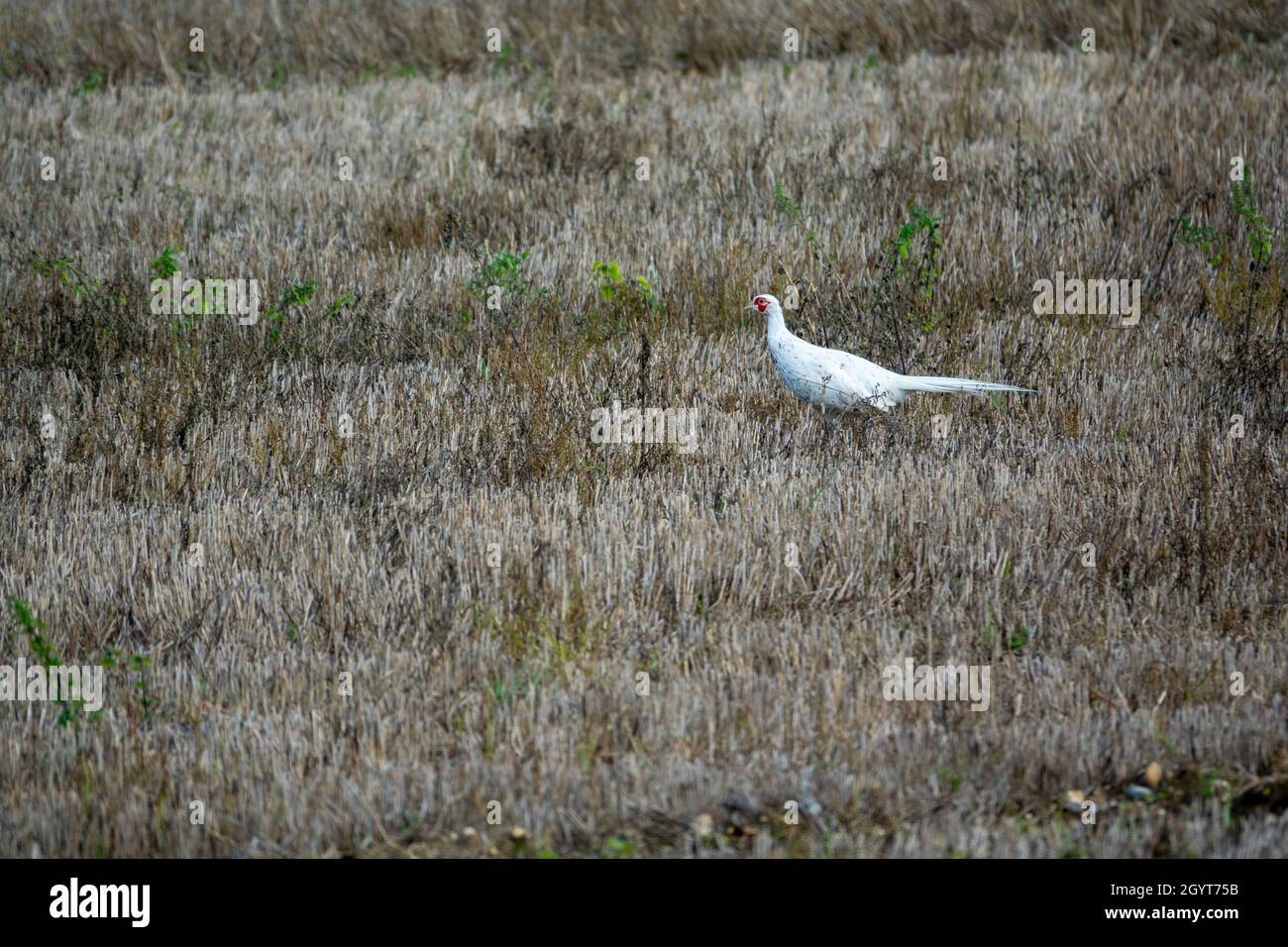 White pheasant hi-res stock photography and images - Alamy
