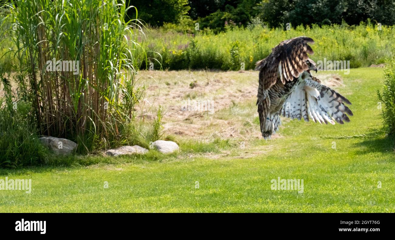Flying bird of prey in a green park Stock Photo - Alamy