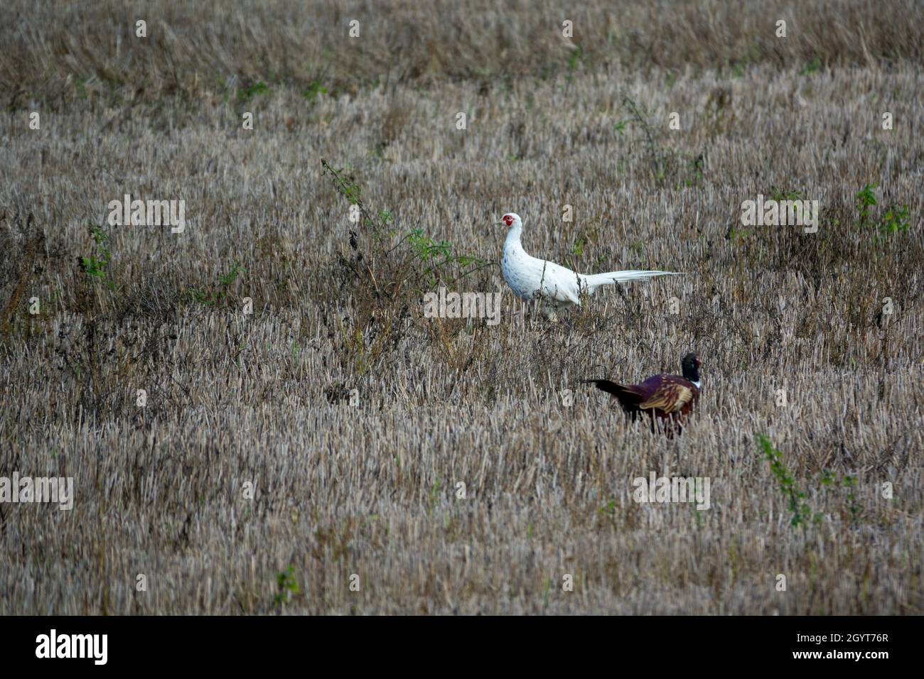 White Pheasant High Resolution Stock Photography and Images - Alamy