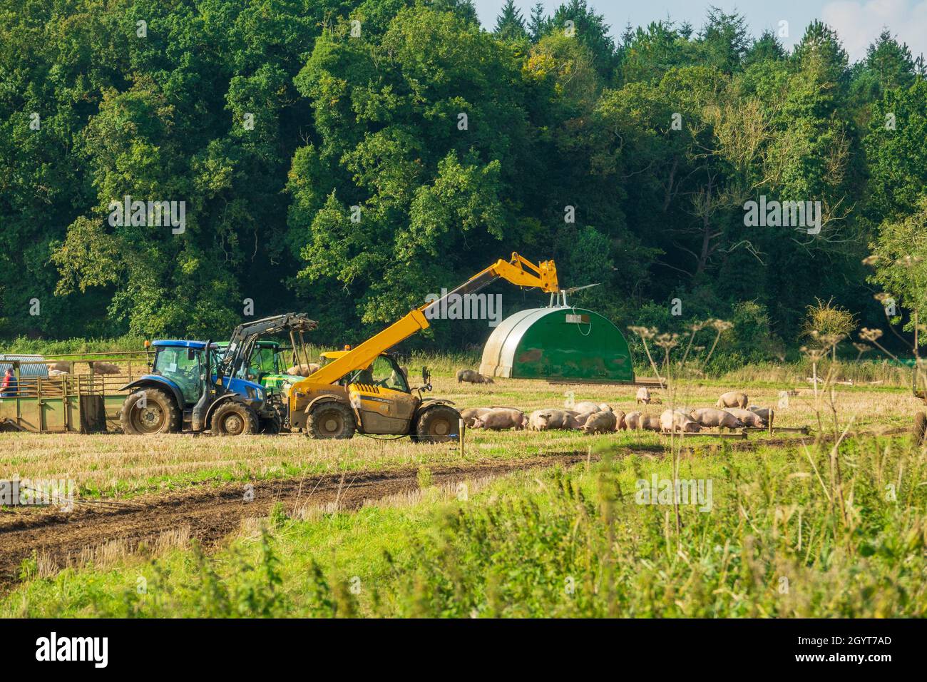 Moving Arcs on pig farm Stock Photo - Alamy
