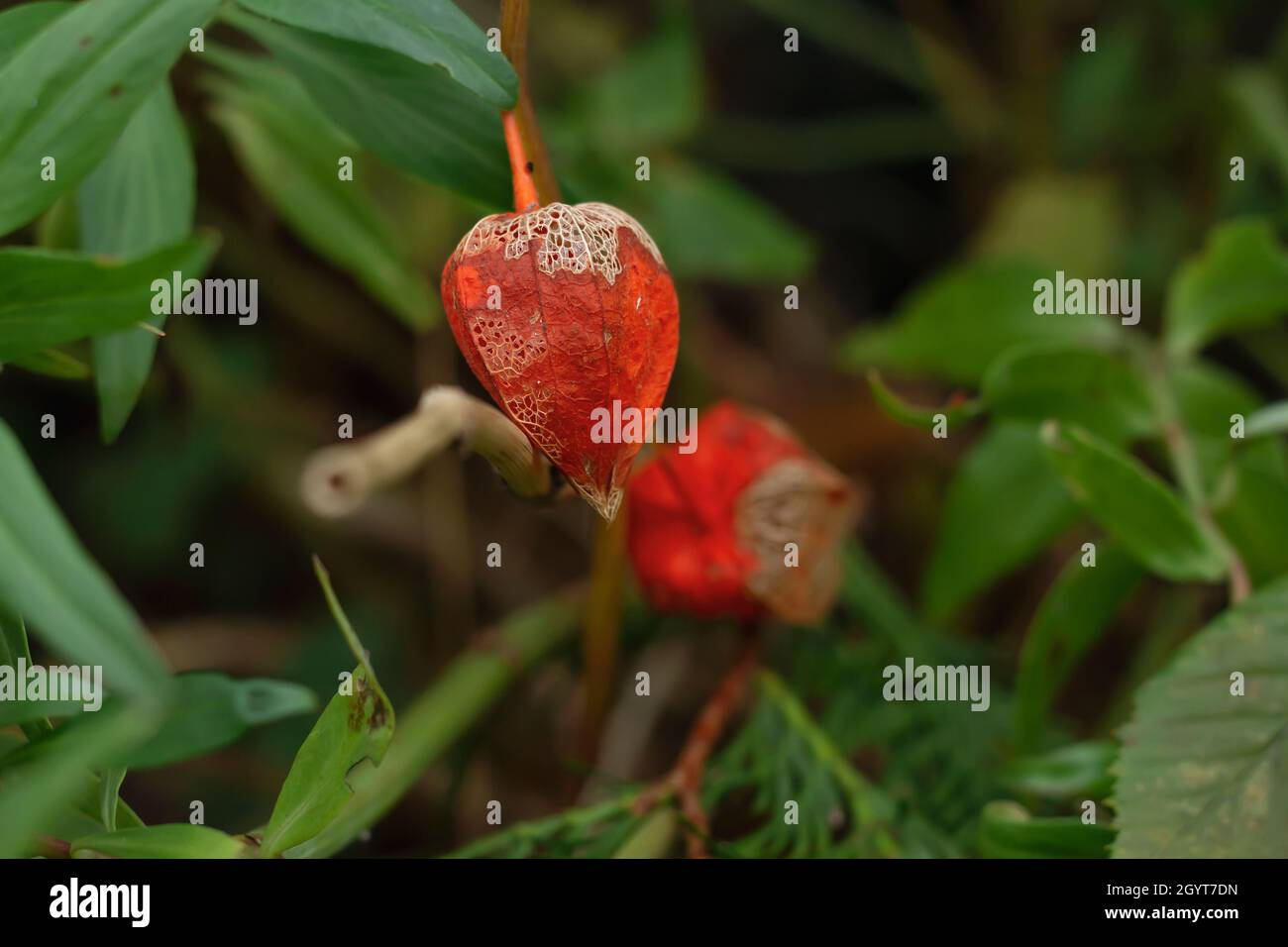 Chinese lantern fruit hi-res stock photography and images - Alamy