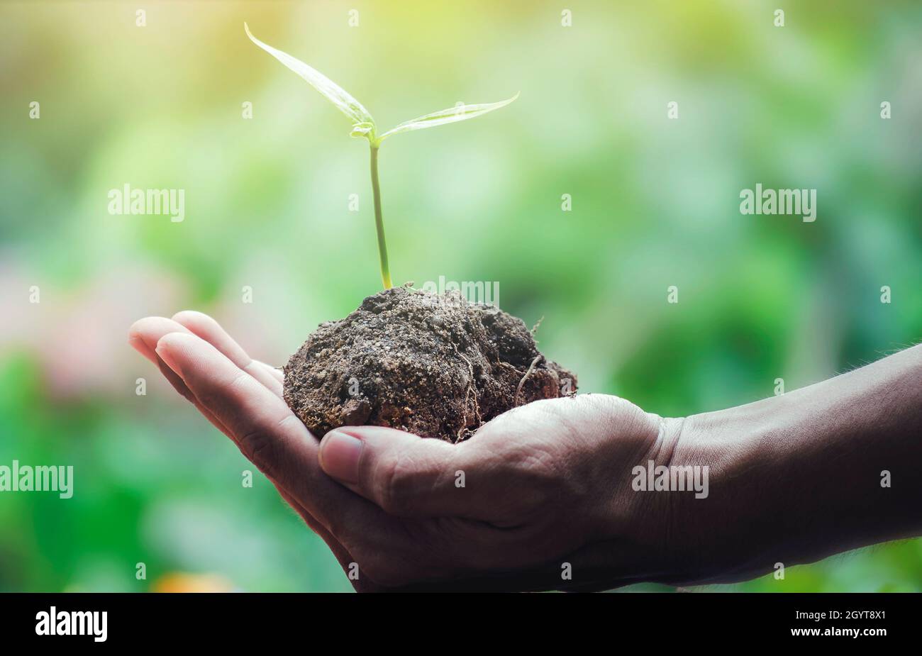 Earth day seedlings On hand in concept Love the world on nature green ...