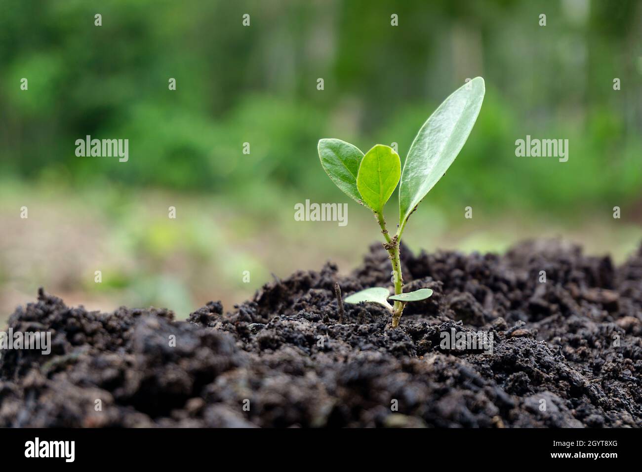 Young plant seed growing of sprout on the soil in the garden with ...