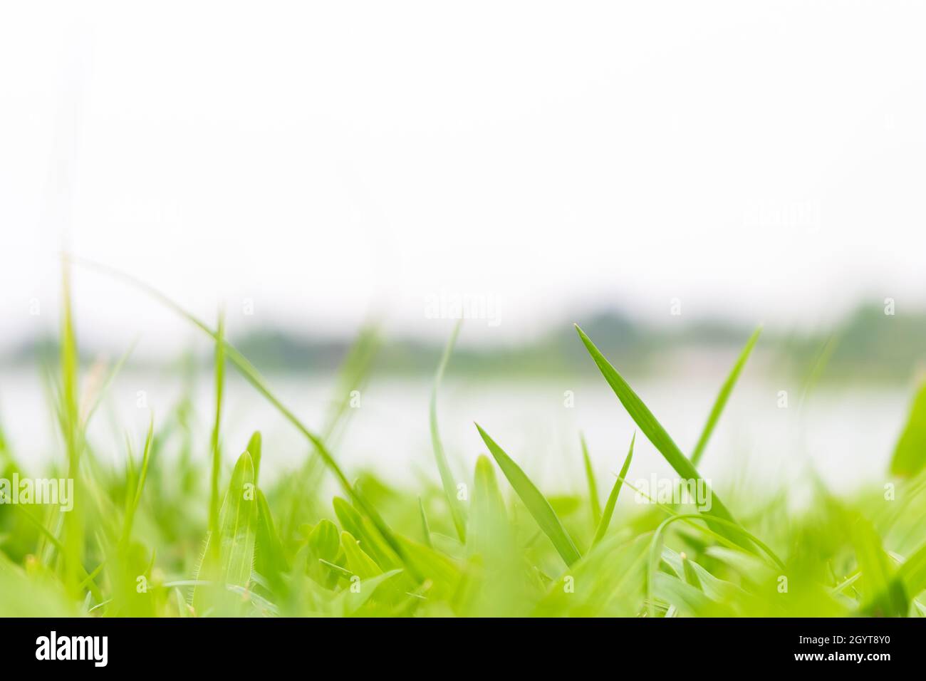 Beautiful green grass isolated background upper sky Stock Photo - Alamy