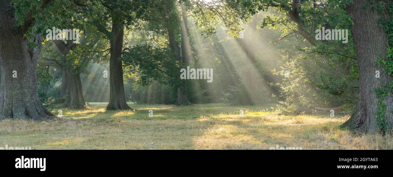 Rays of sunshine on Southampton Common, UK Stock Photo - Alamy