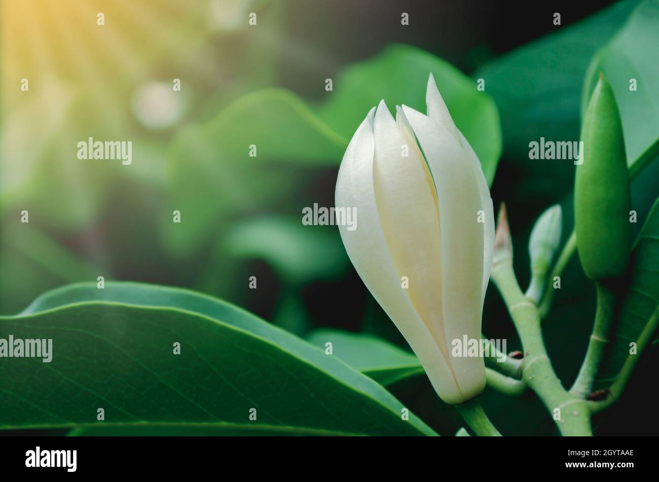 Champaka flower hi-res stock photography and images - Alamy