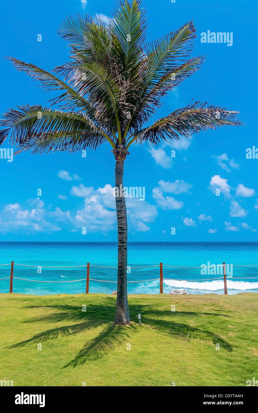 Mexican tree fern hi-res stock photography and images - Alamy