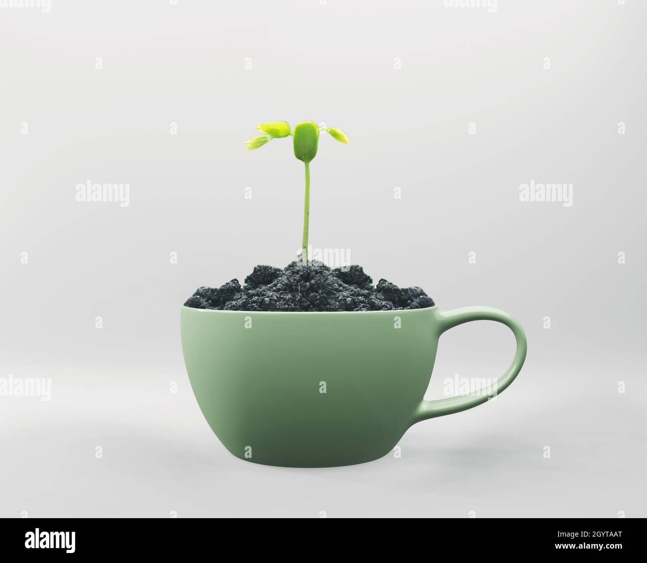 Young plant seed growing of sprout on the soil in a green cup on white ...