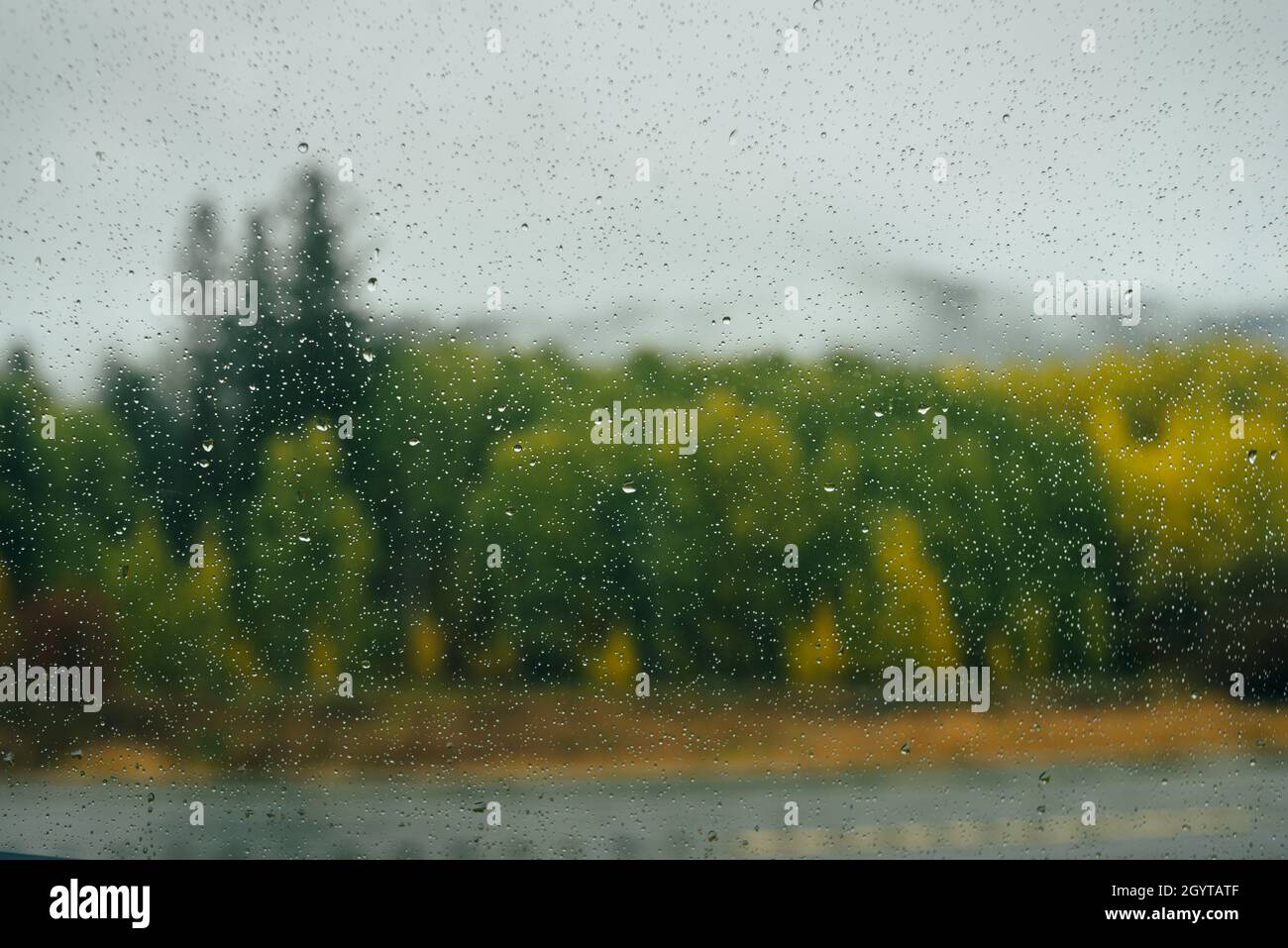 Rain drops on the glass on a background of a blurry autumn forest Stock ...