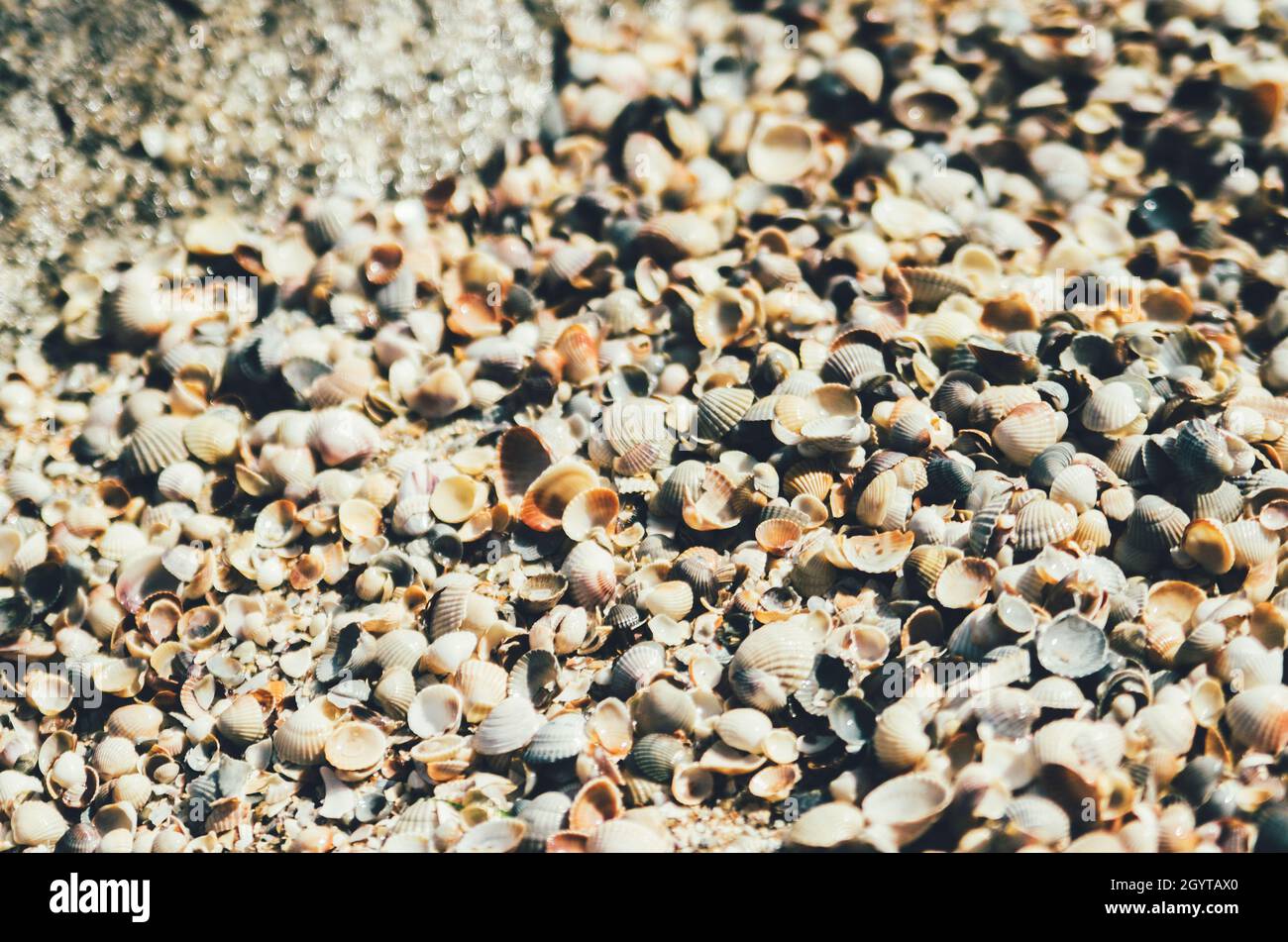Yellow shells hi-res stock photography and images - Alamy