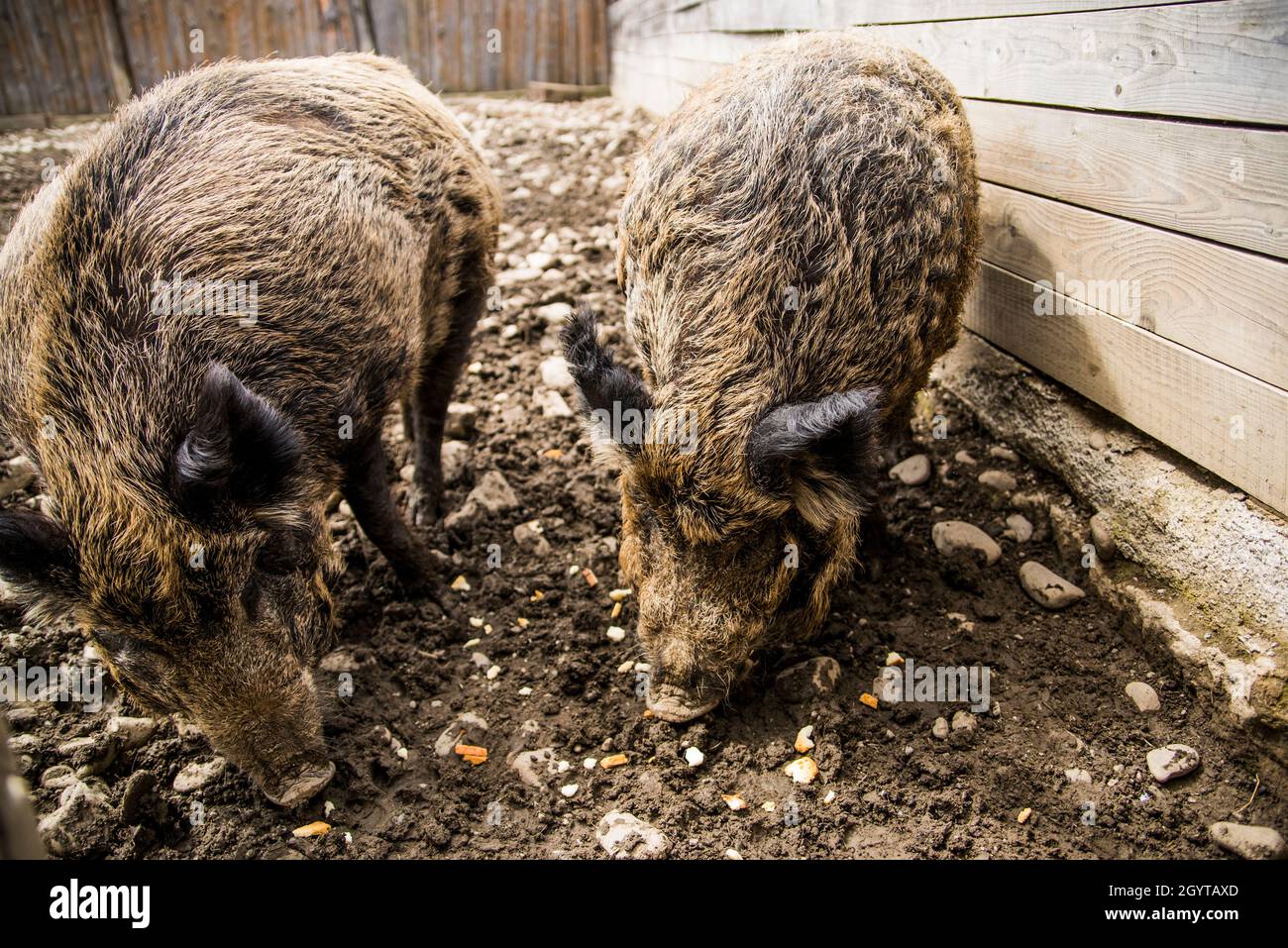 boars eating near the wooden fence stones ground Stock Photo - Alamy