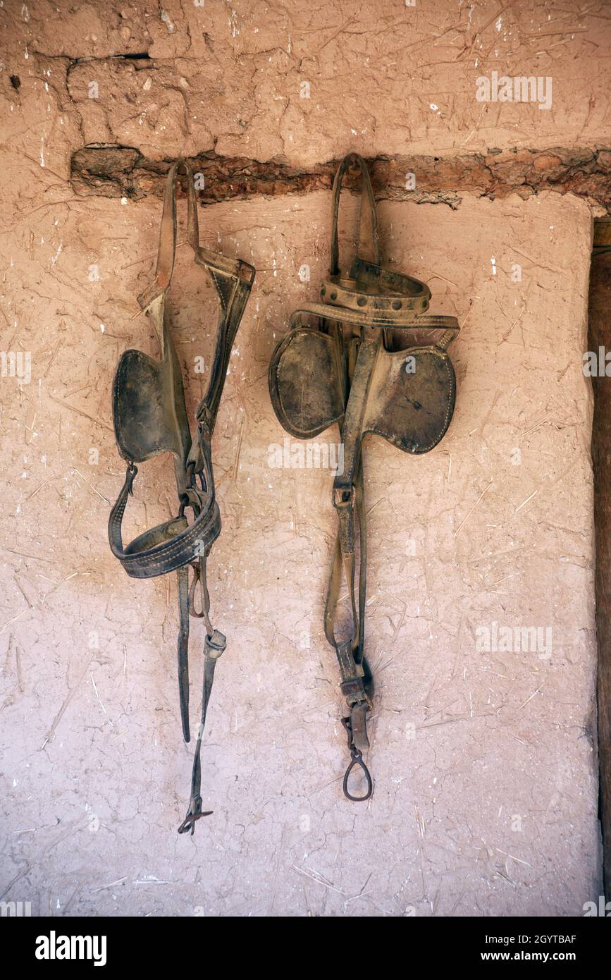 Horse blinders hi-res stock photography and images - Alamy