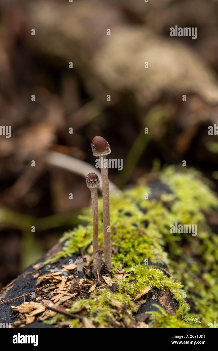 Diverse specimens hi-res stock photography and images - Alamy