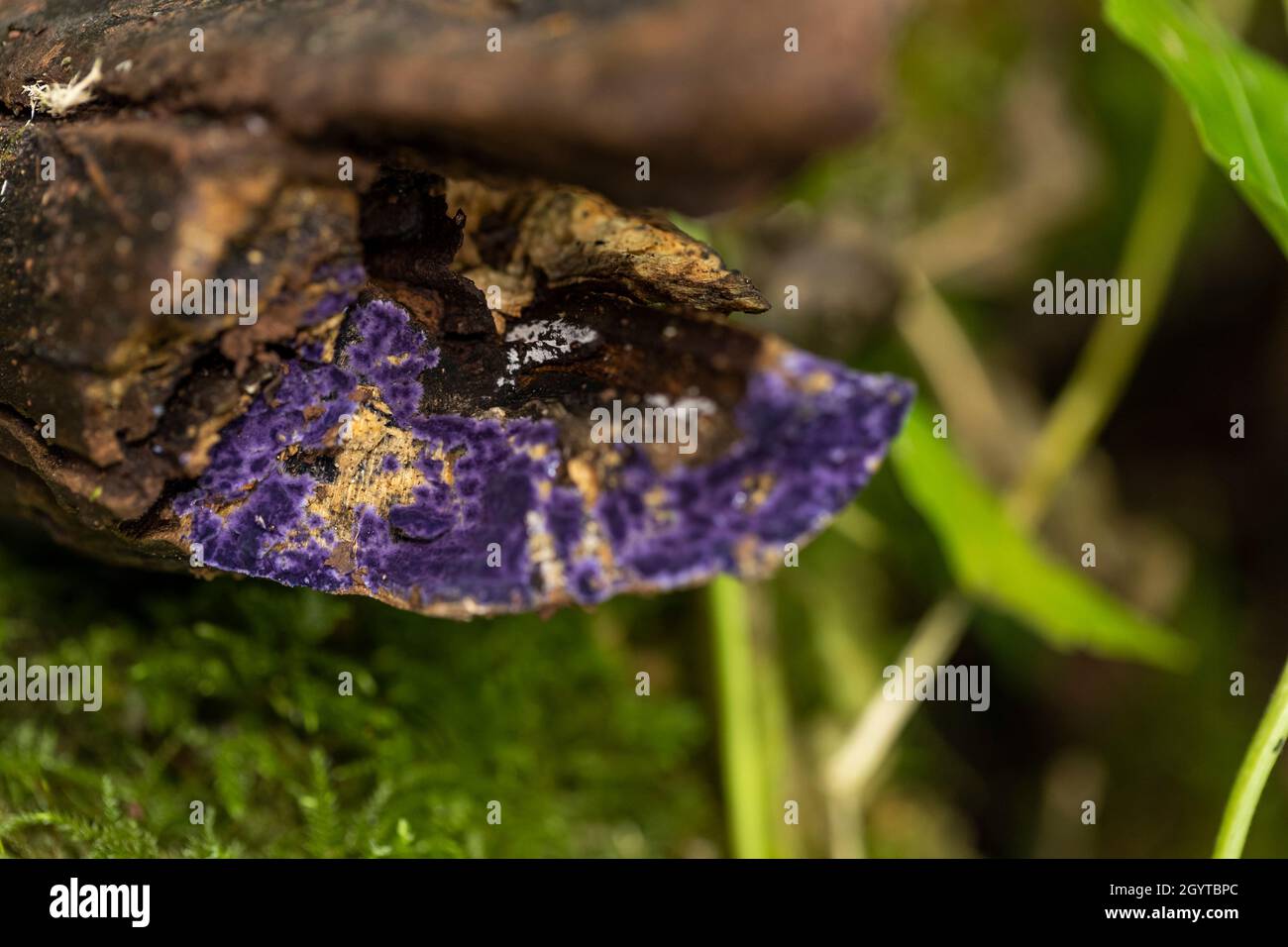 Cobalt crust fungus,Terana caerulea. Coalpit Hill foray Stock Photo - Alamy