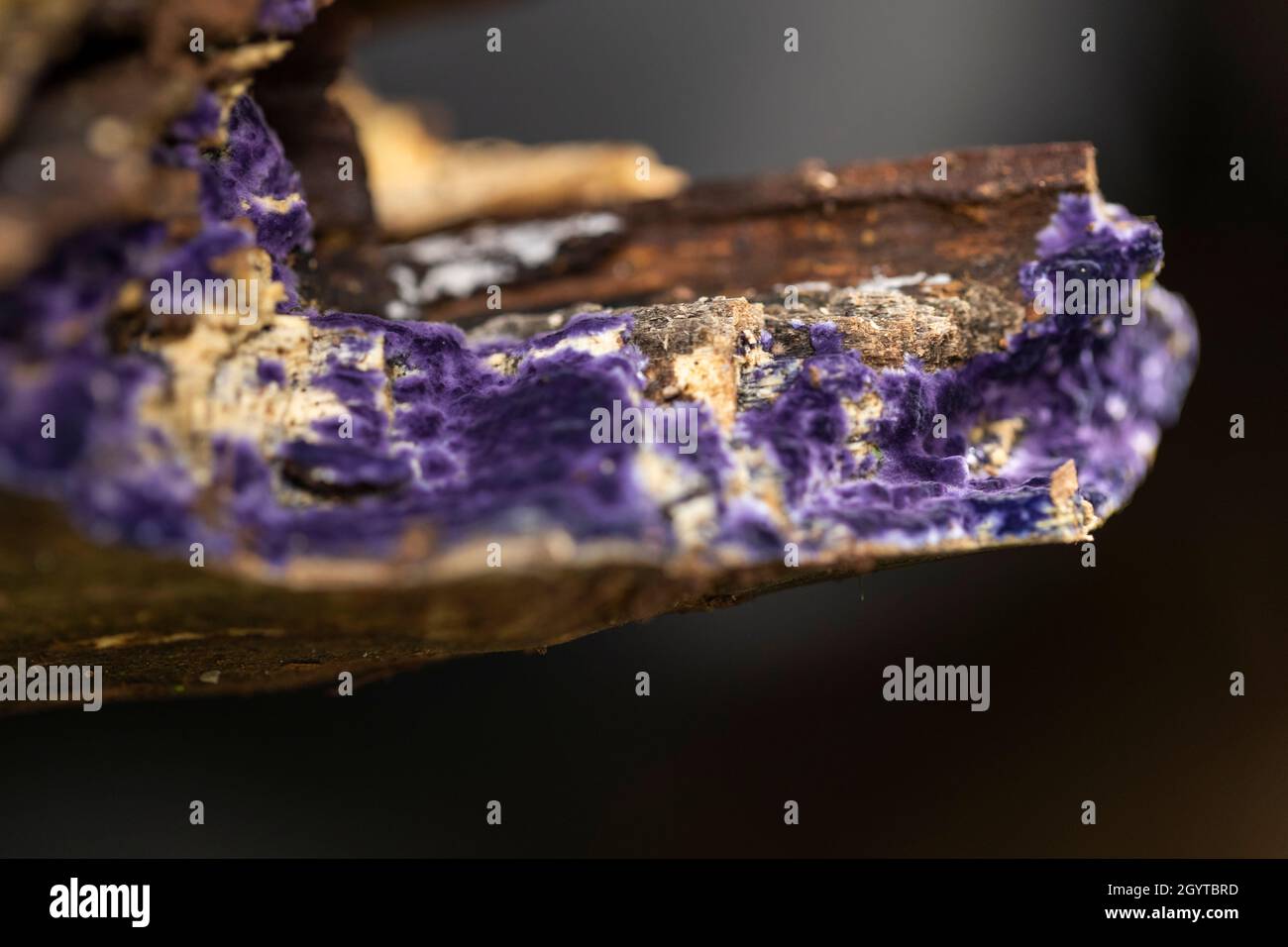 Cobalt crust fungus,Terana caerulea. Coalpit Hill foray Stock Photo - Alamy