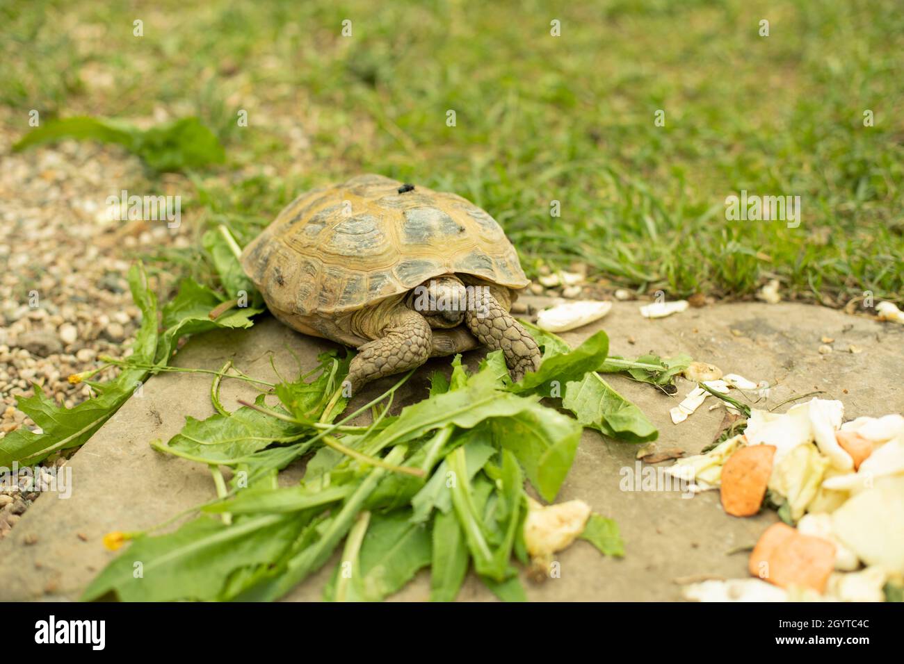 The turtle is eating grass. Land turtle on a green lawn. Reptile ...