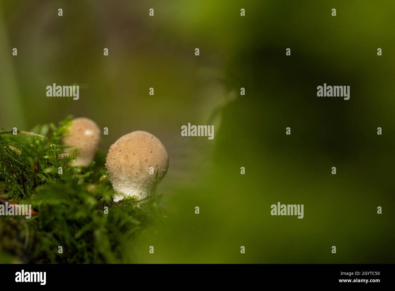 Common puffball - Lycoperdon perlatum. growing in a mossy tree stump ...