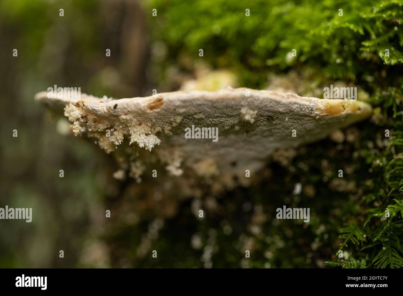 Lumpy bracket fungus - Trametes gibbosa. Coalpit Hill foray Stock Photo ...
