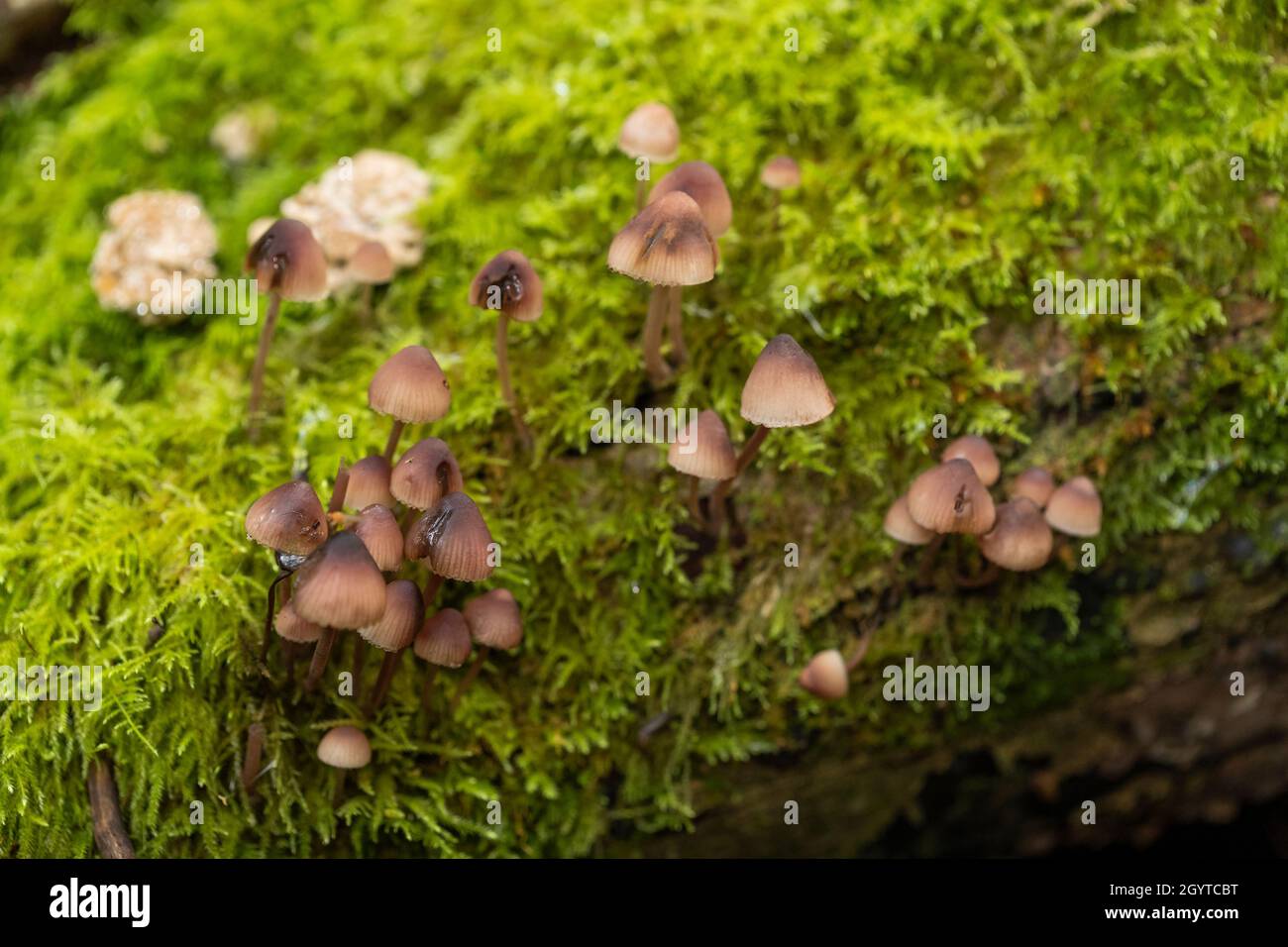 Bleeding mushrooms hi-res stock photography and images - Alamy