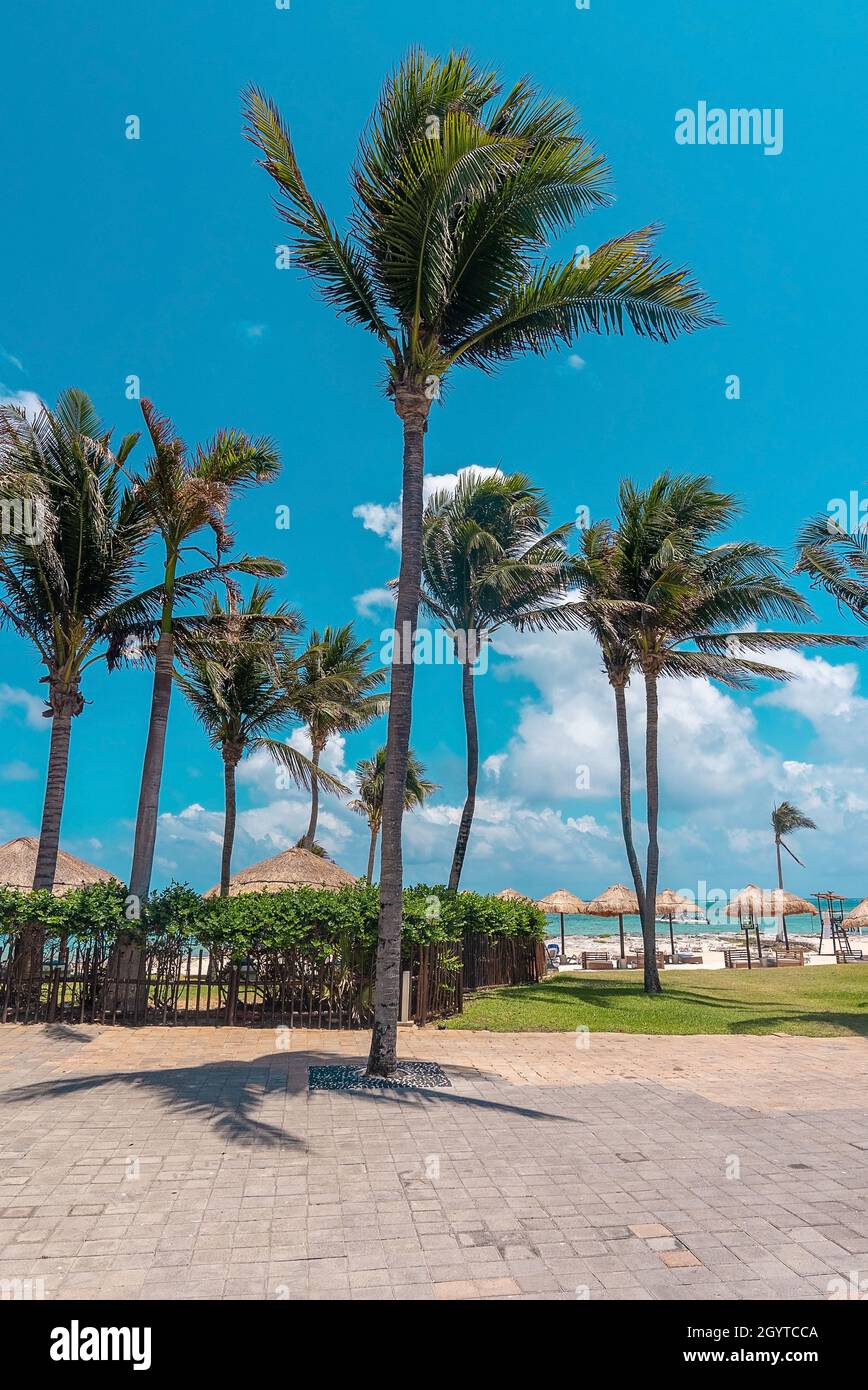 Coconut trees on pavement, thatch roof canopies on beach against sea ...