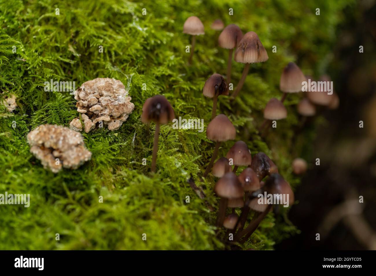 Bleeding fairy helmet mushroom hi-res stock photography and images - Alamy