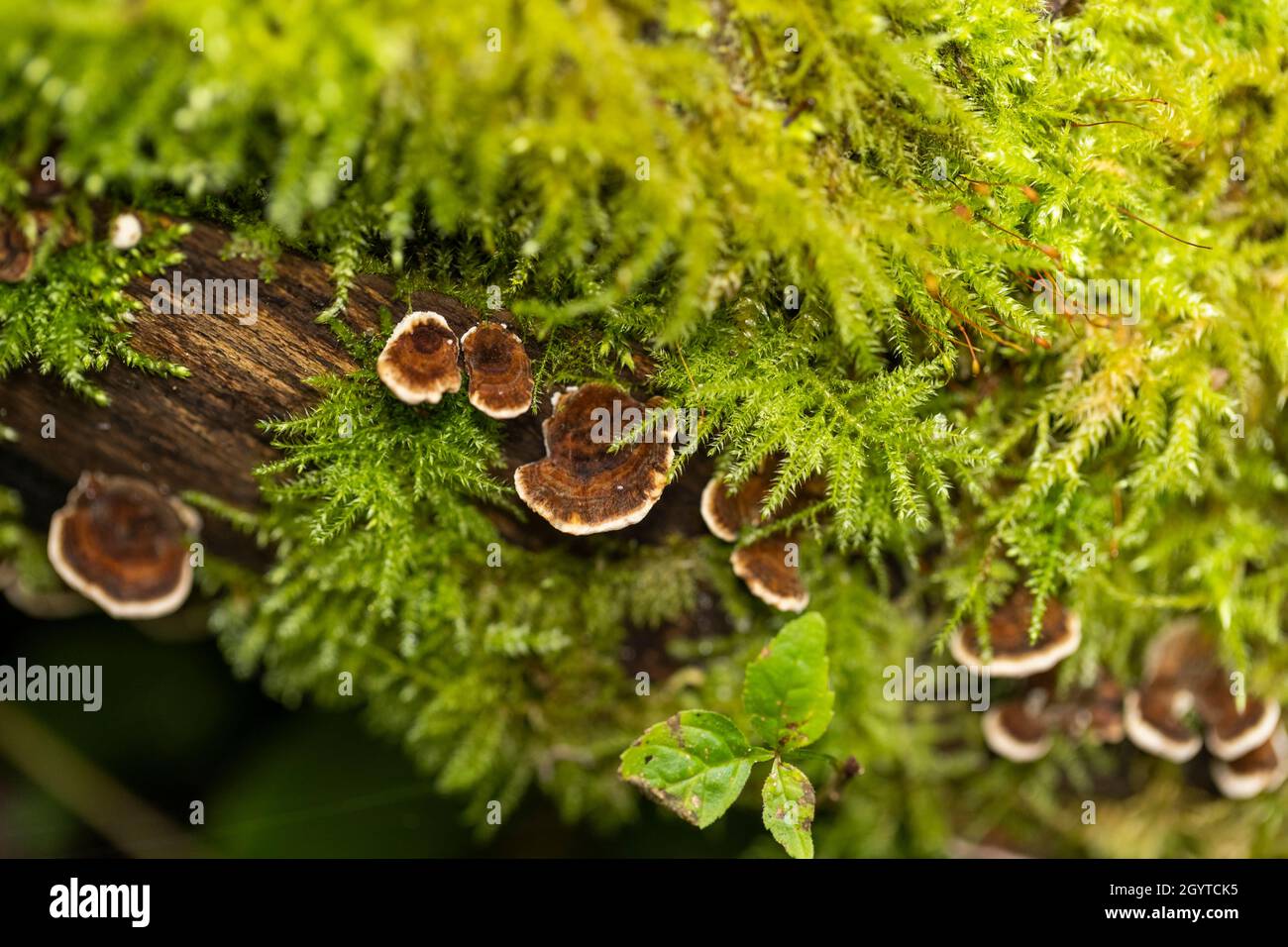 Bleeding mycena - Mycena haematopus. Bleeds red fluid when cut. Coalpit ...