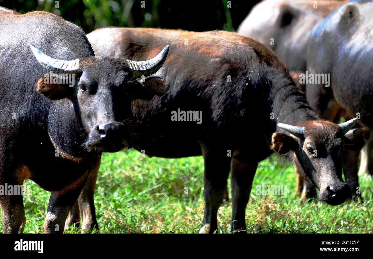 A young female buffalo based on the horns on her short head Stock Photo ...