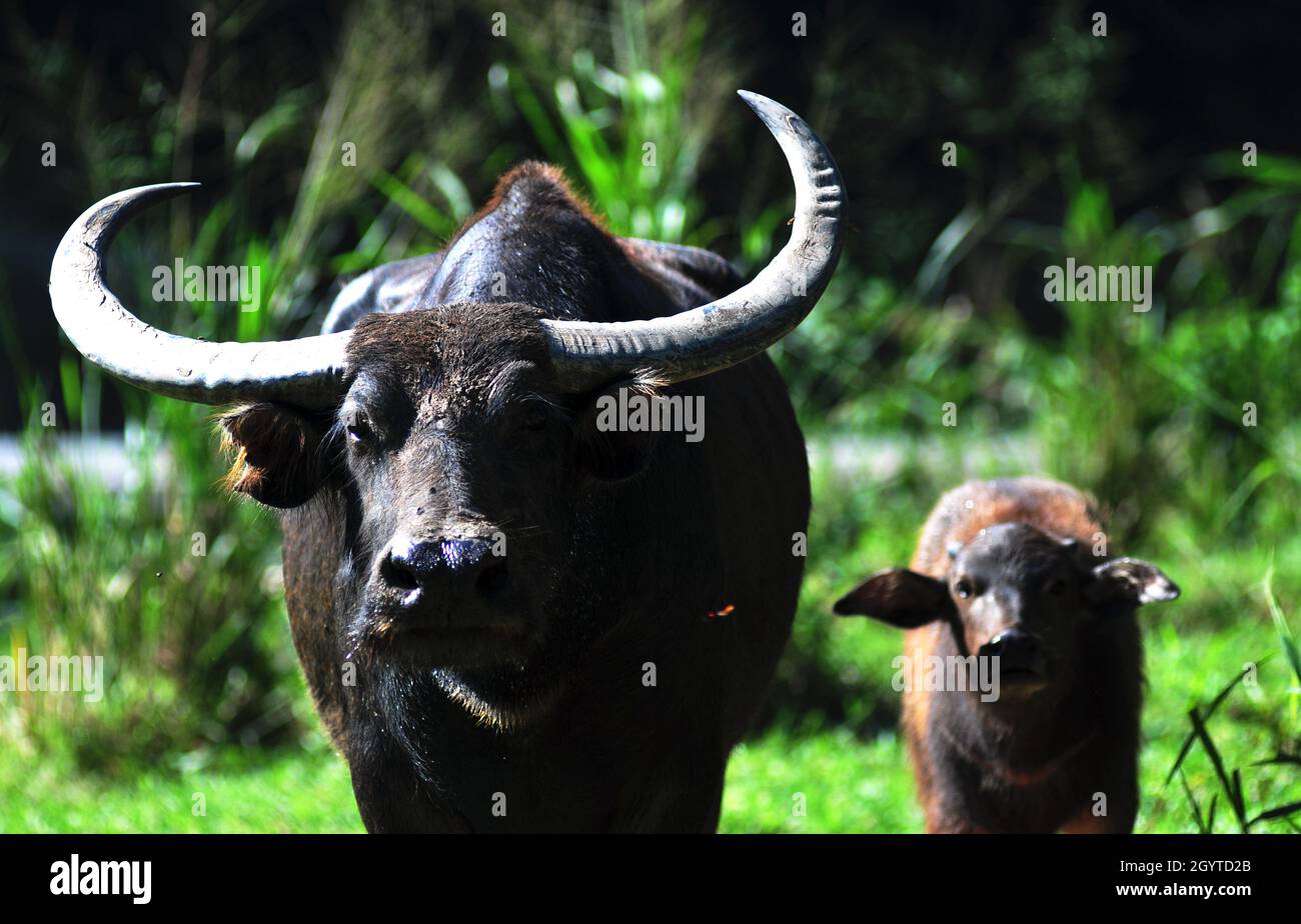 A male buffalo with long, sharp horns, protecting its habitat Stock ...