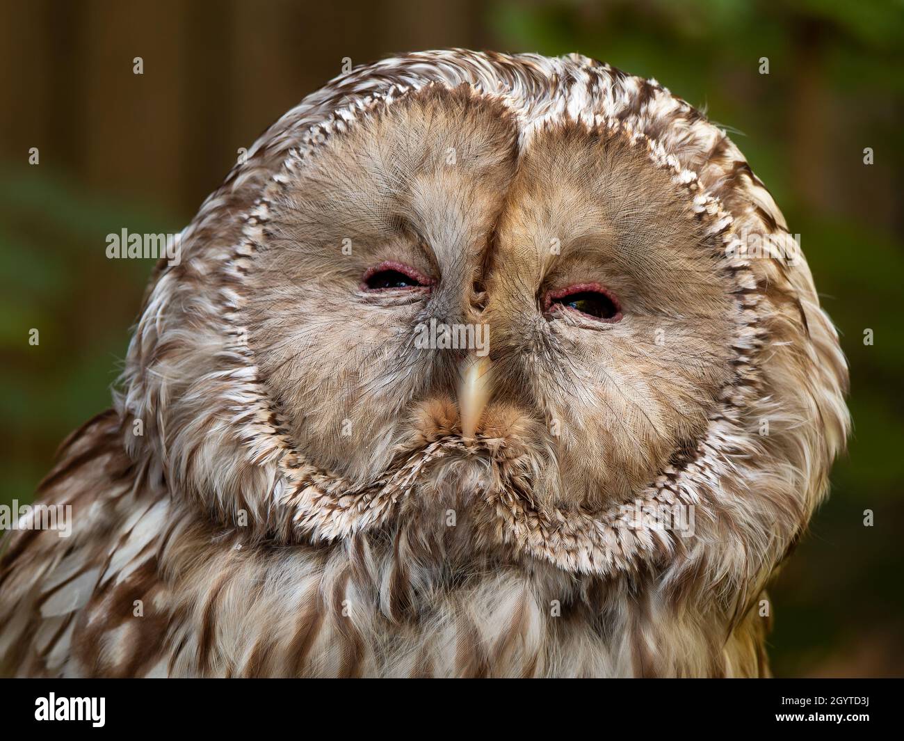 Close-up macro photo of a colorful bird with detailed feathers and ...