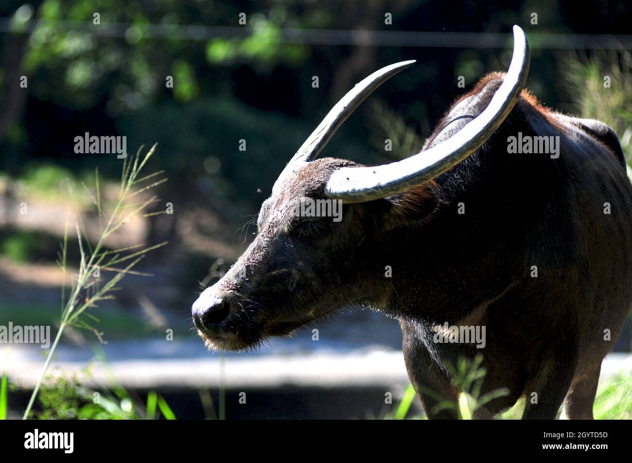 Sharp horns hi-res stock photography and images - Alamy