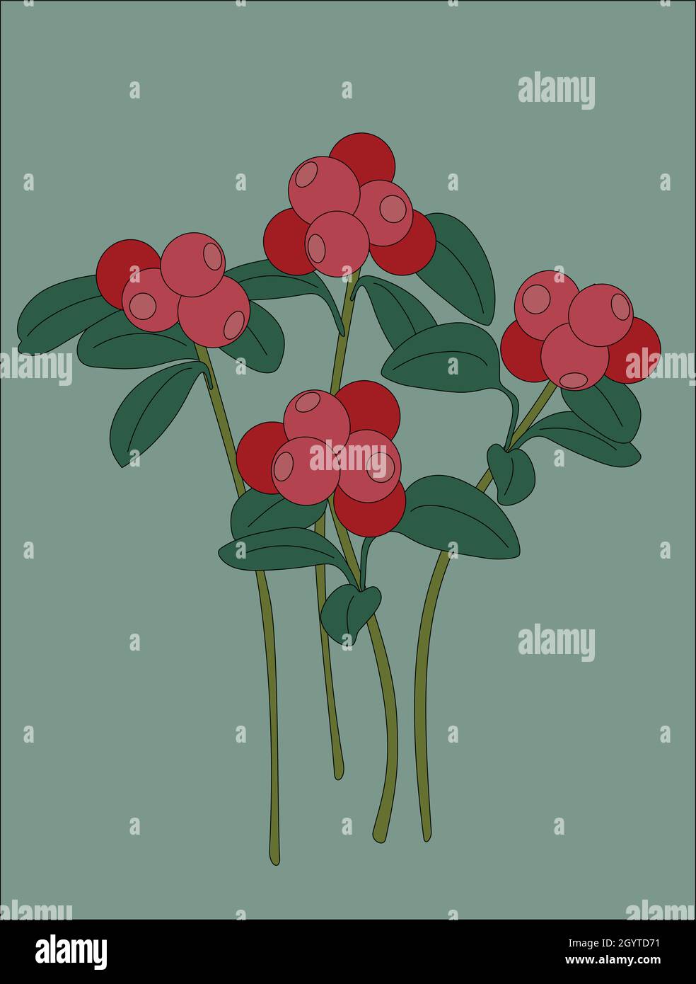 Red lingonberry ripe forest Stock Vector Images - Alamy