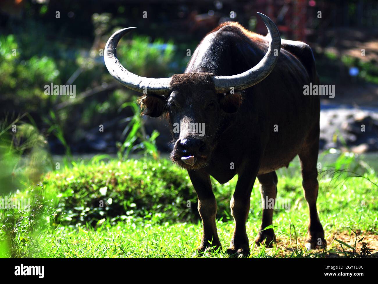 A male buffalo that keeps long, sharp horns Stock Photo - Alamy