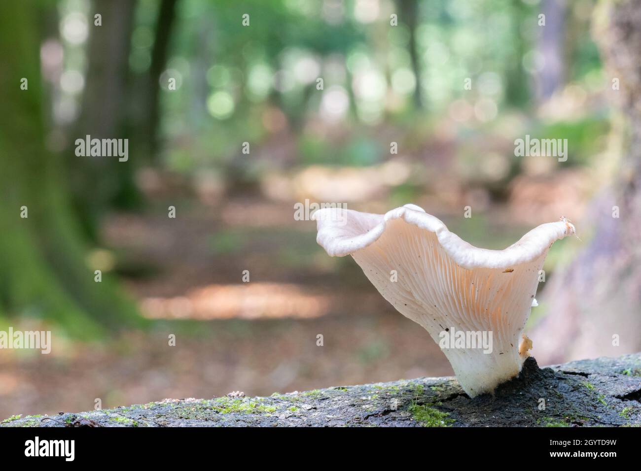 Tree fungi in the New Forest, Hampshire, UK Stock Photo - Alamy