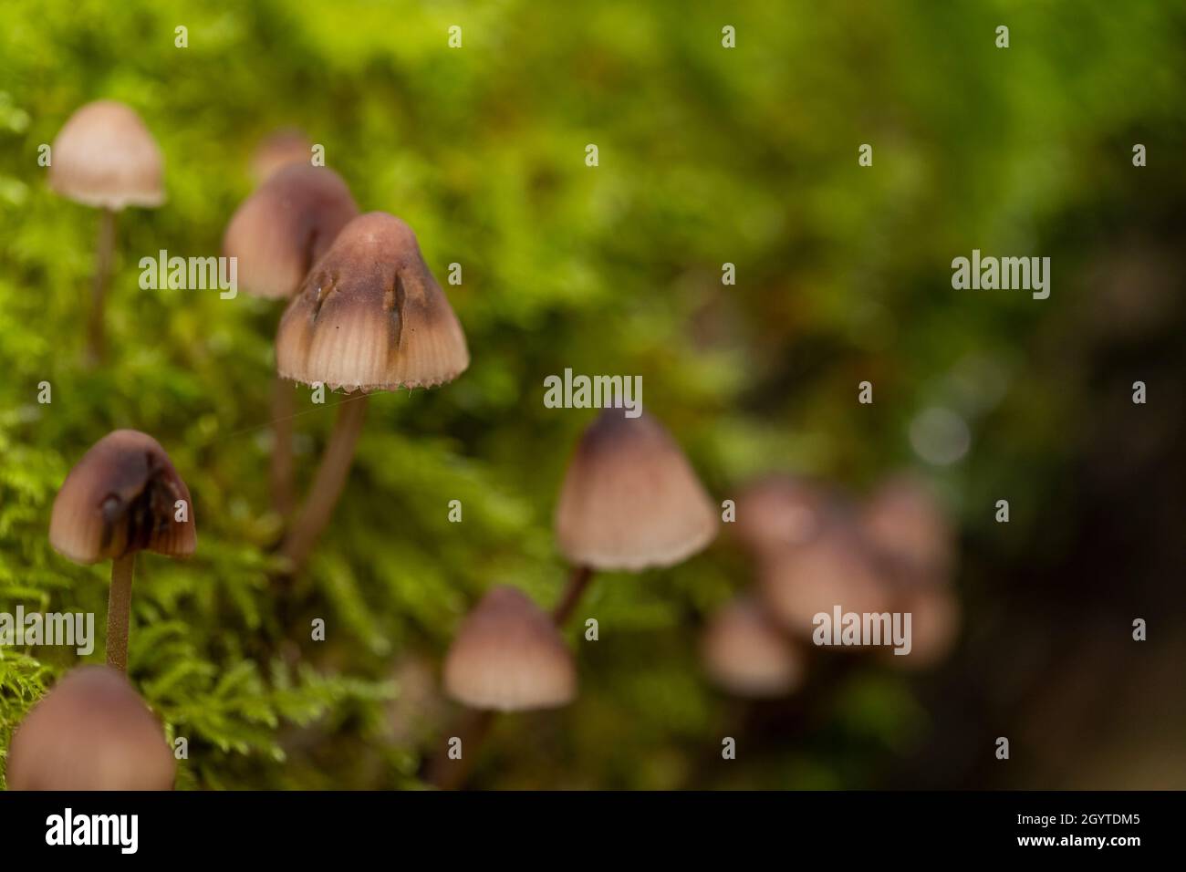 Bleeding mycena - Mycena haematopus. Bleeds red fluid when cut. Coalpit ...
