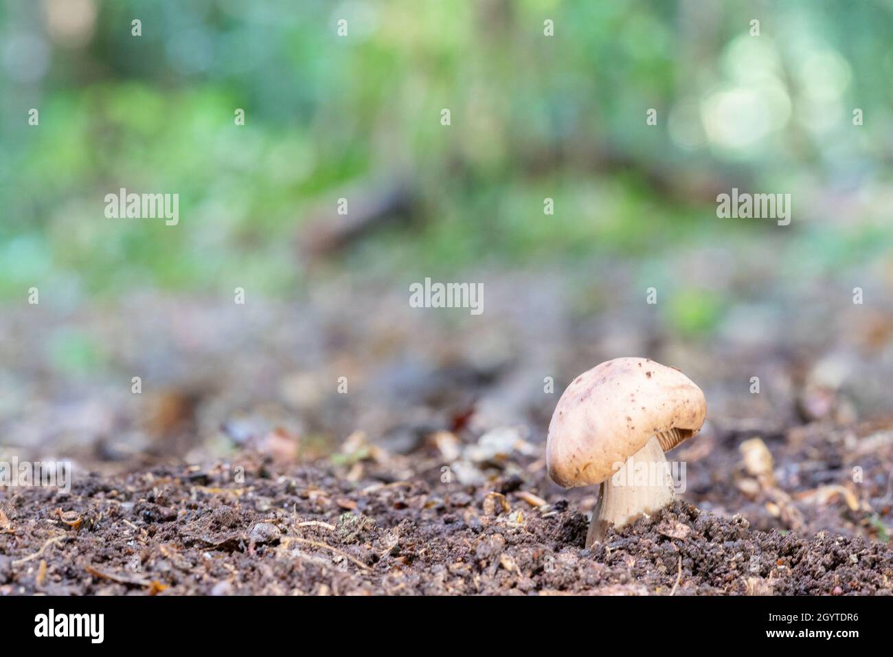 Single mushroom on Southampton Common Stock Photo - Alamy
