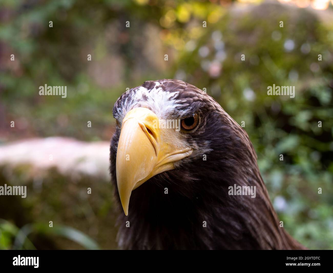 Close-up macro photo of a colorful bird with detailed feathers and ...