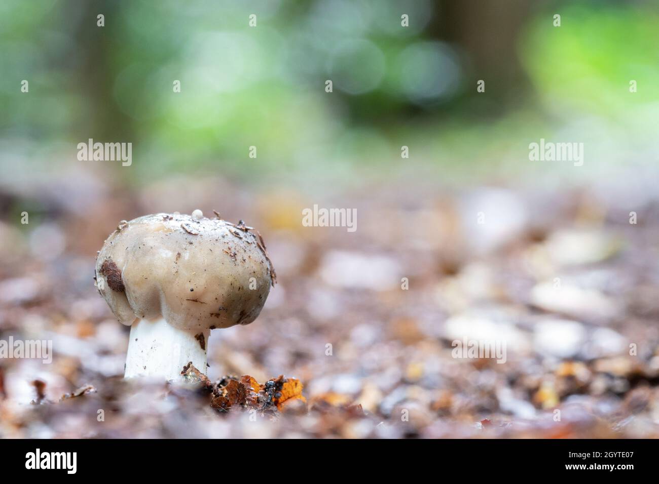 Single mushroom on Southampton Common Stock Photo - Alamy